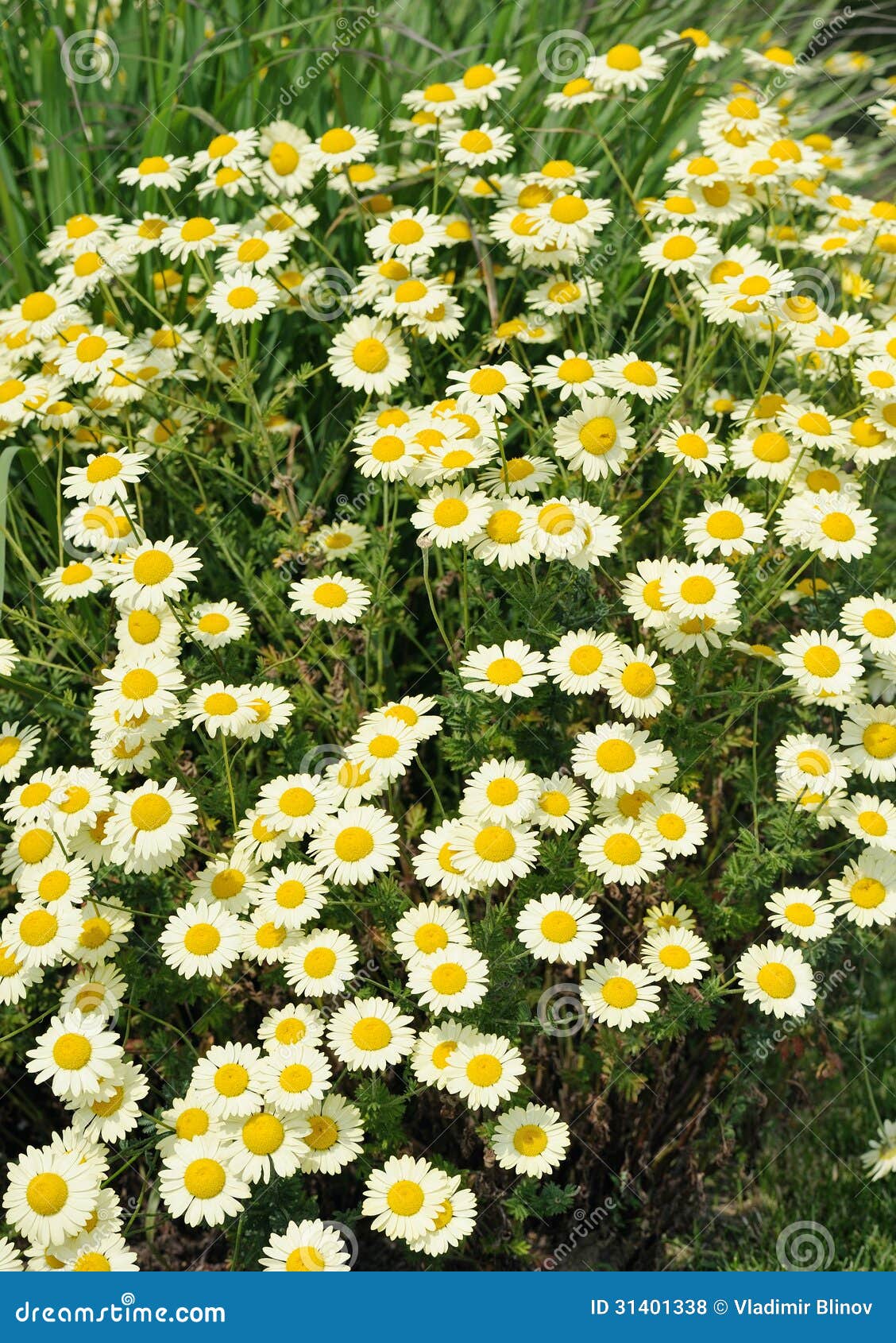 White Matricaria Flowers on the Meadow. Stock Photo - Image of ...