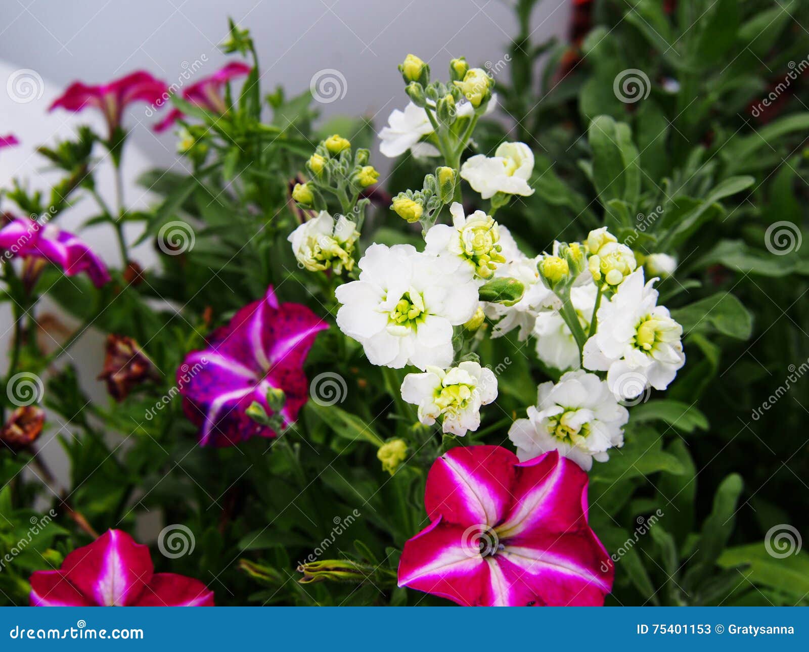 White Matthiola stock image. Image of decoration, decorative - 75401153