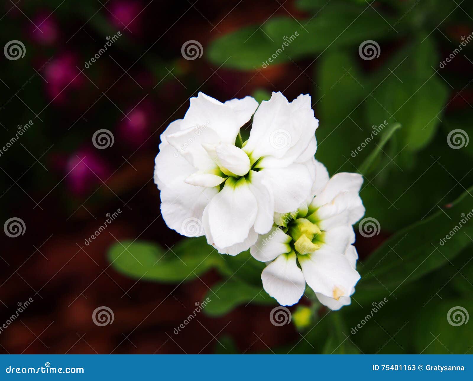 White Matthiola stock image. Image of fresh, bouquet - 75401163