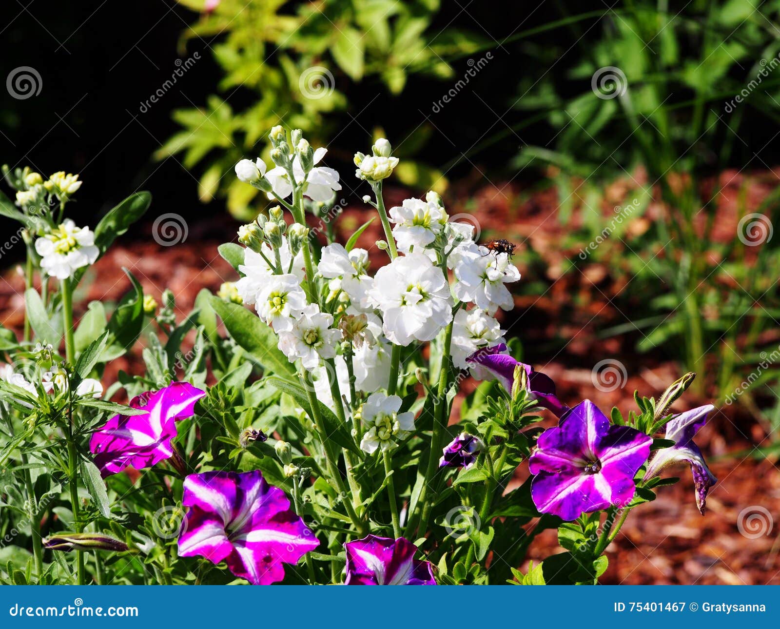 White Matthiola stock image. Image of bloom, albita, bright - 75401467