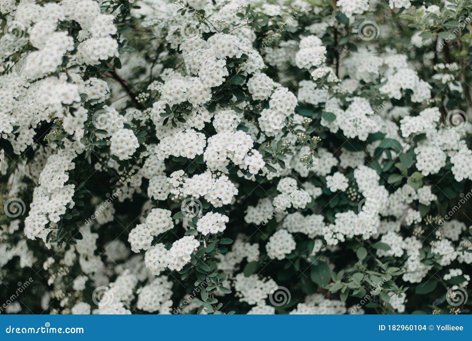 White Meadowsweet Flower Texture Stock Photo - Image of foliage ...