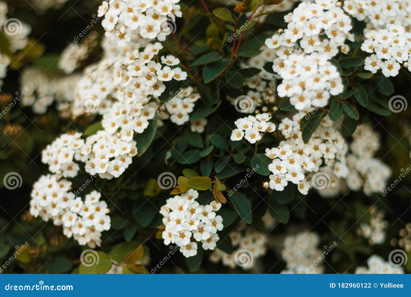 White Meadowsweet Flower Texture Stock Photo - Image of meadowsweet ...