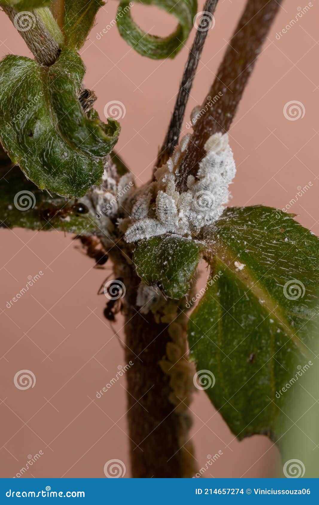 White Mealybugs Insects stock photo. Image of mealybug - 214657274