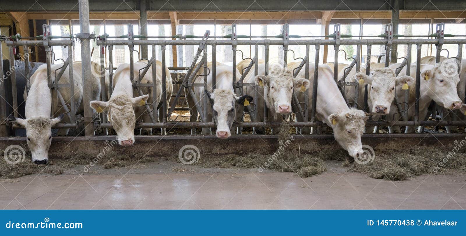 White Meat Cows Inside Barn on Farm in Holland Stock Photo - Image of ...
