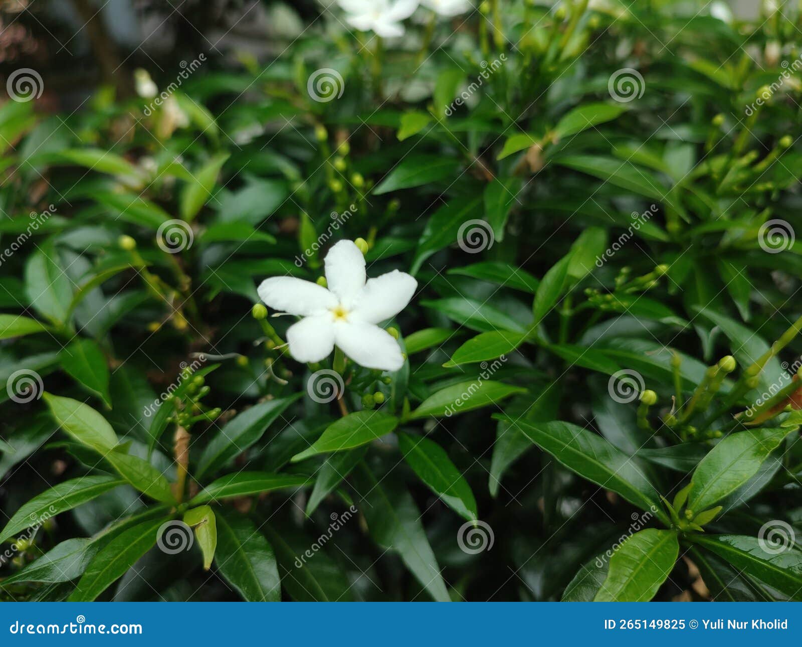 White Melati flower stock image. Image of branch, meadow - 265149825