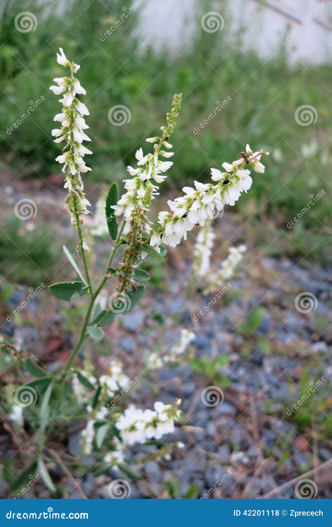 White Melilot (Melilotus Albus) Stock Photo - Image of albus, white ...