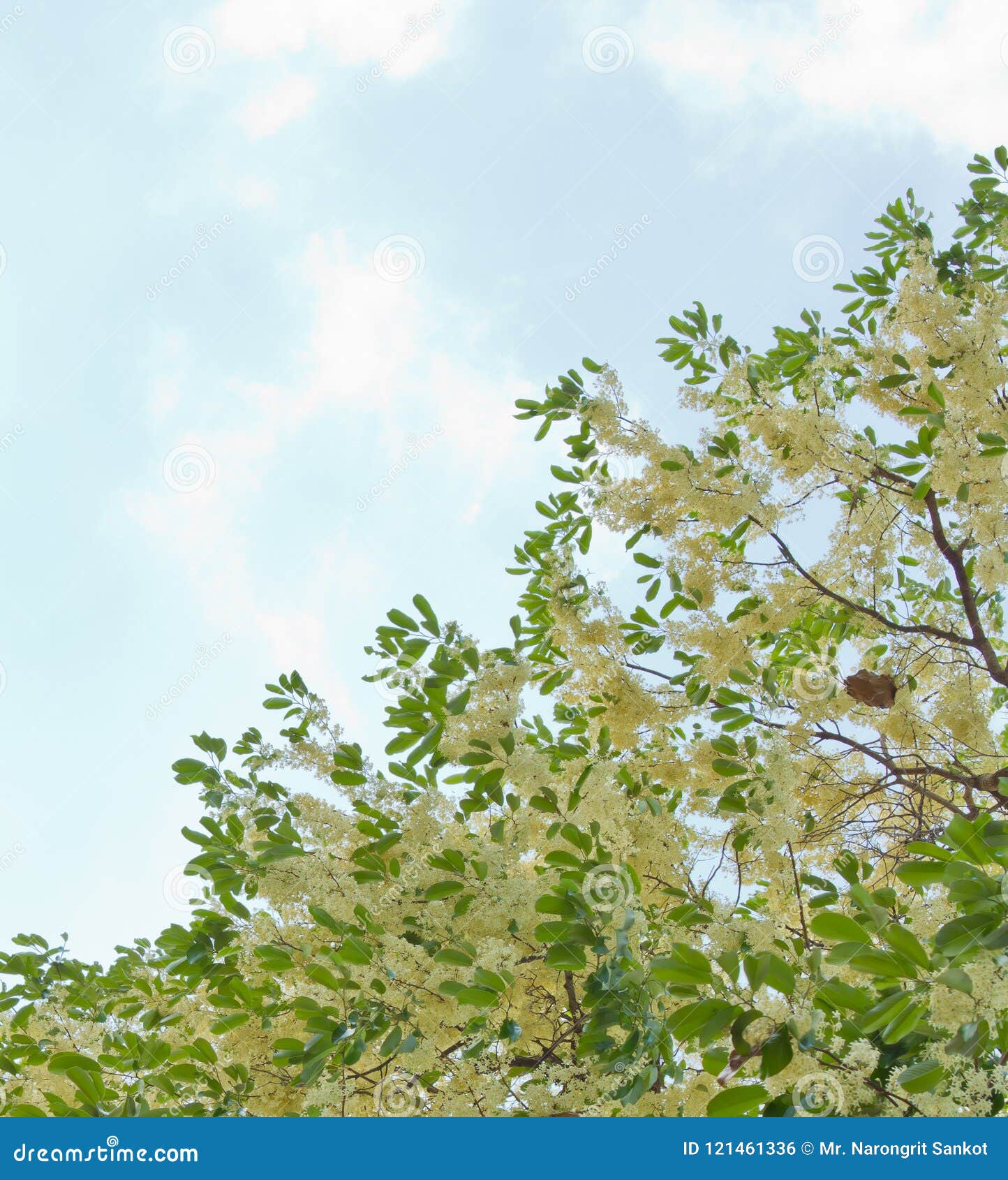 White Meranti stock photo. Image of bush, shorea, roxburghii - 121461336