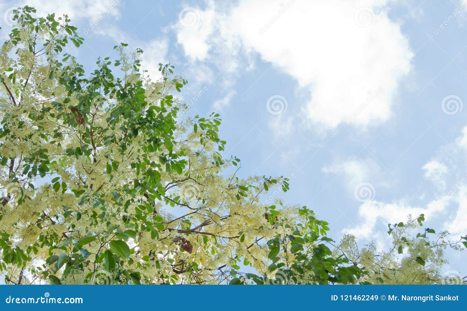 White Meranti stock image. Image of jungle, elegant - 121462249