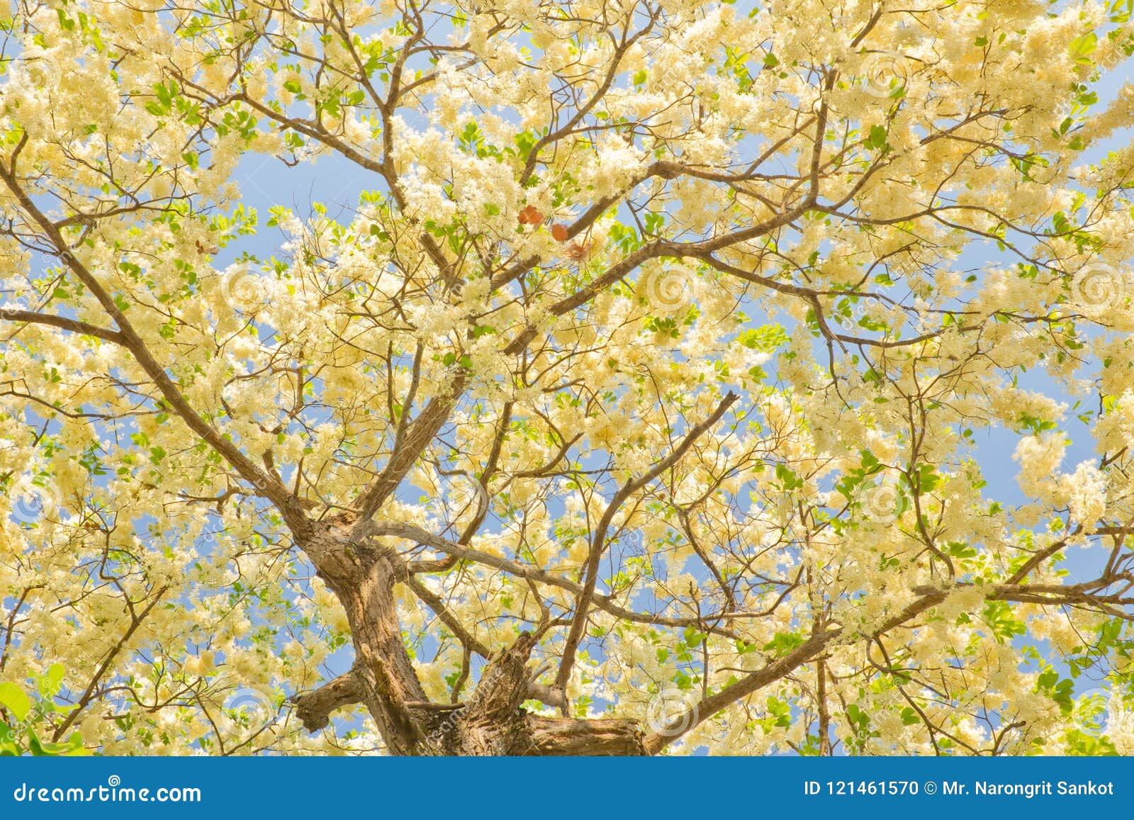 White Meranti stock photo. Image of tree, flower, elegant - 121461570
