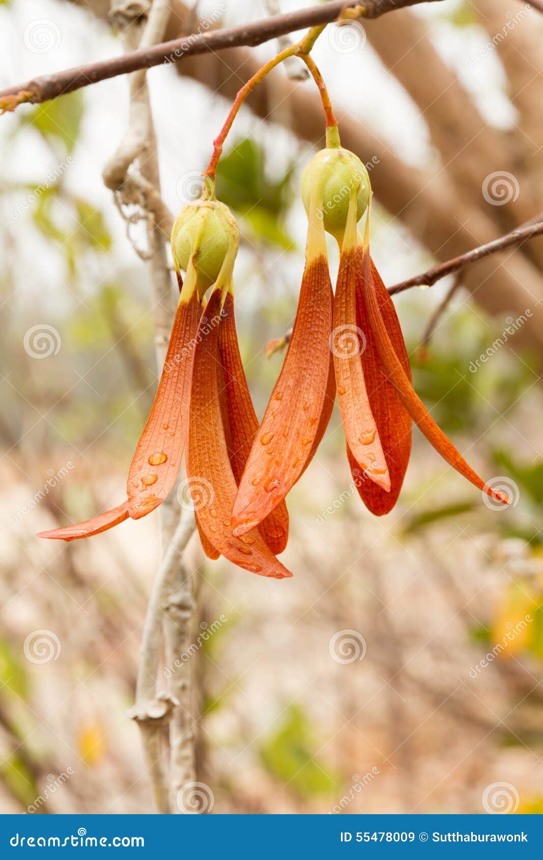 White Meranti seeds. stock image. Image of leaves, park - 55478009