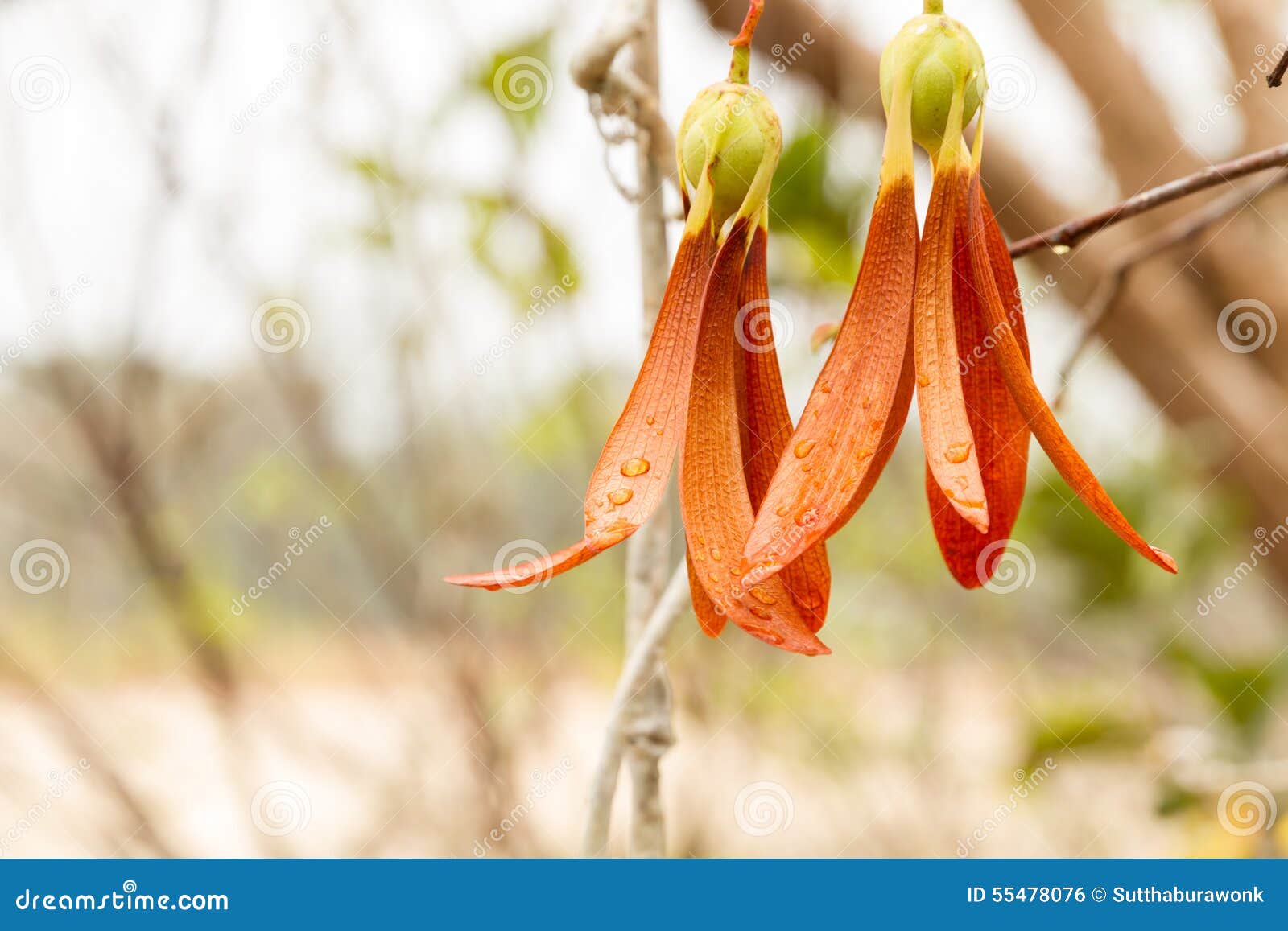 White Meranti seeds. stock photo. Image of decoration - 55478076