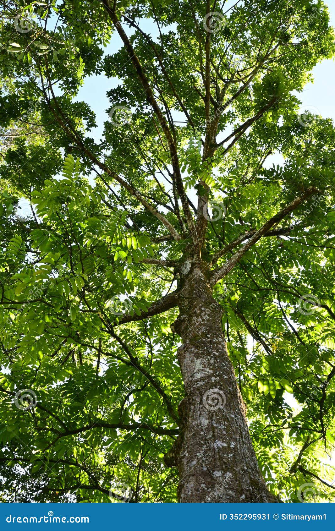 Shorea Roxburghii (Temak or White Meranti) with Lush Leaves, View from ...
