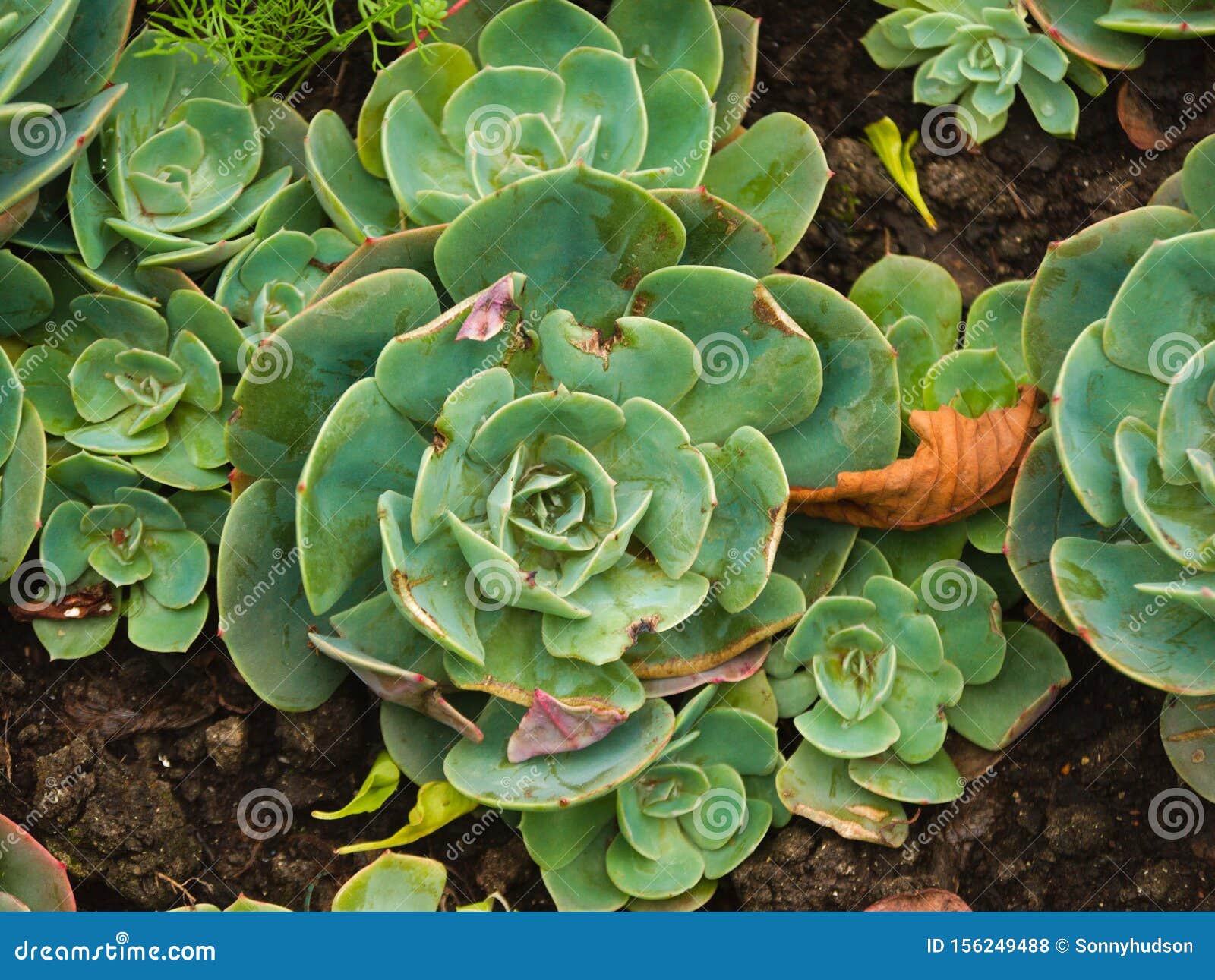 White Mexican Rose stock photo. Image of beautiful, echeveria - 156249488