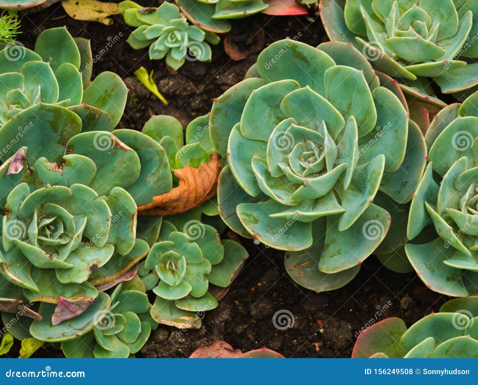 White Mexican Rose stock photo. Image of leaf, beautiful - 156249508