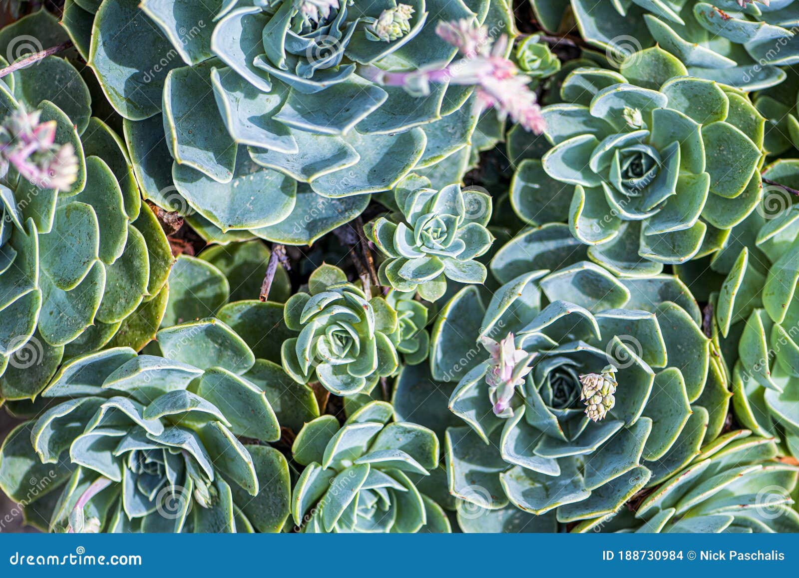 White Mexican Rose in a Beautiful Garden Stock Photo - Image of design ...