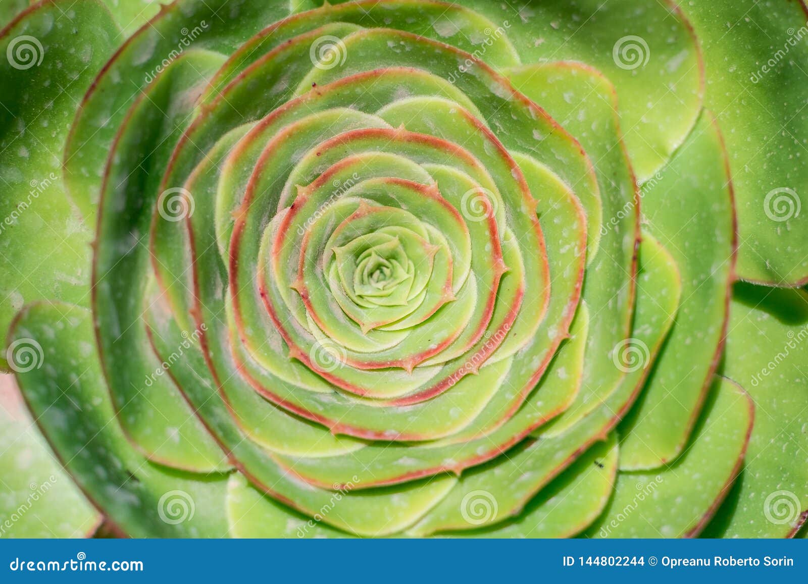 White mexican rose stock photo. Image of adult, evil - 144802244