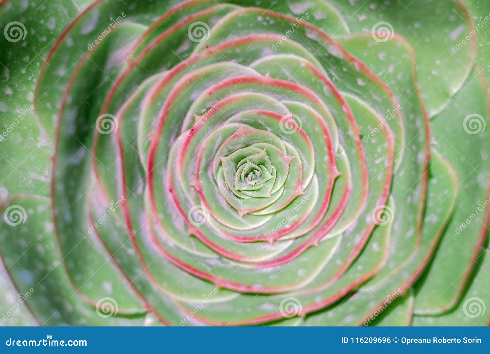 White mexican rose stock photo. Image of paint, black - 116209696