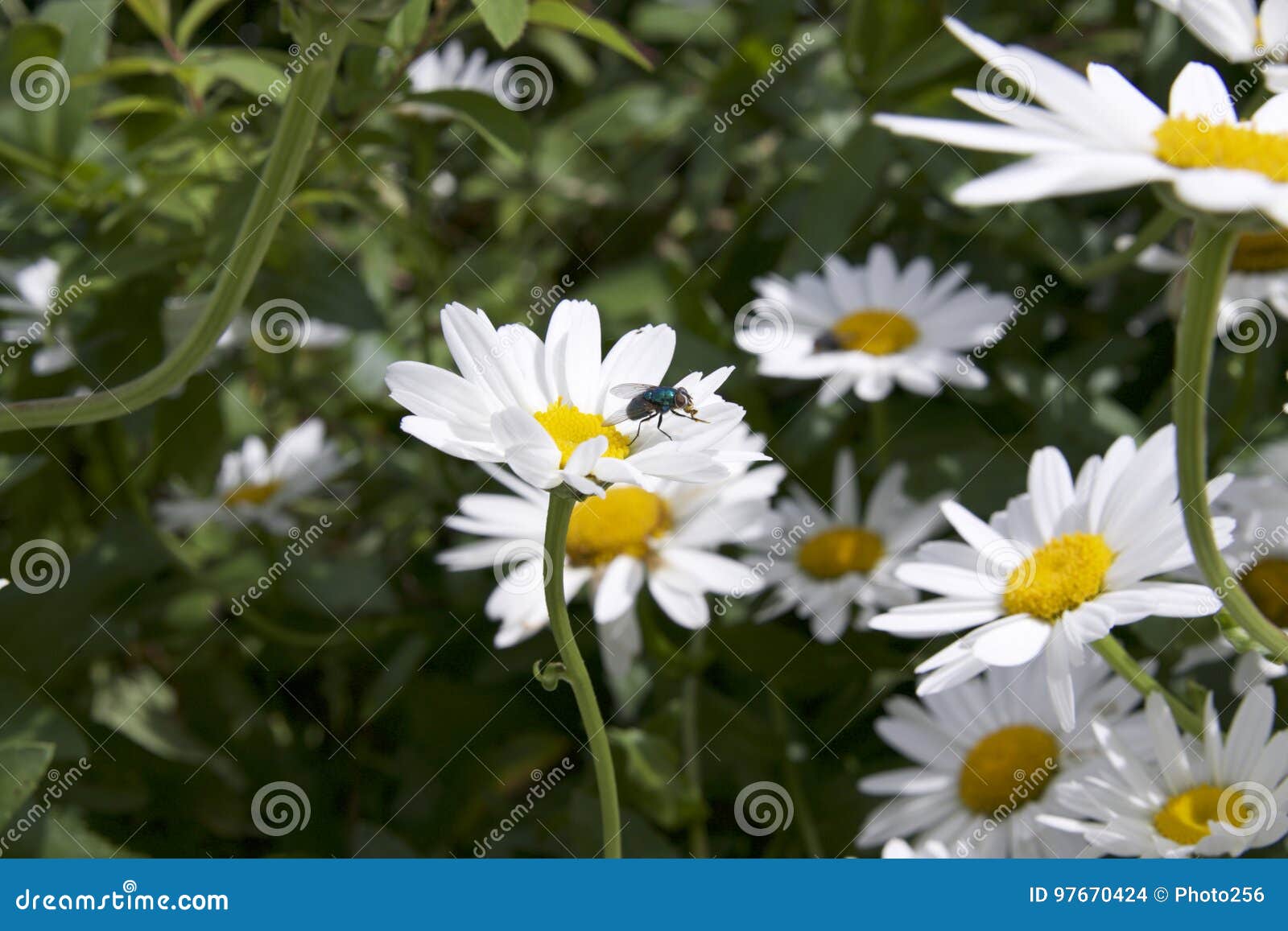 White Michaelmas Daisy with Fly on Flower Stock Photo - Image of daisy ...