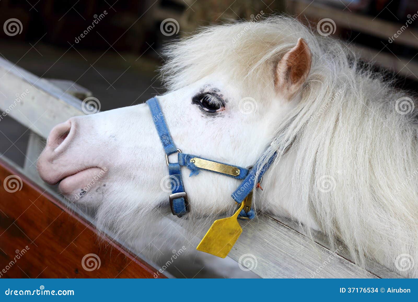 White miniature horse stock photo. Image of long, farmland - 37176534