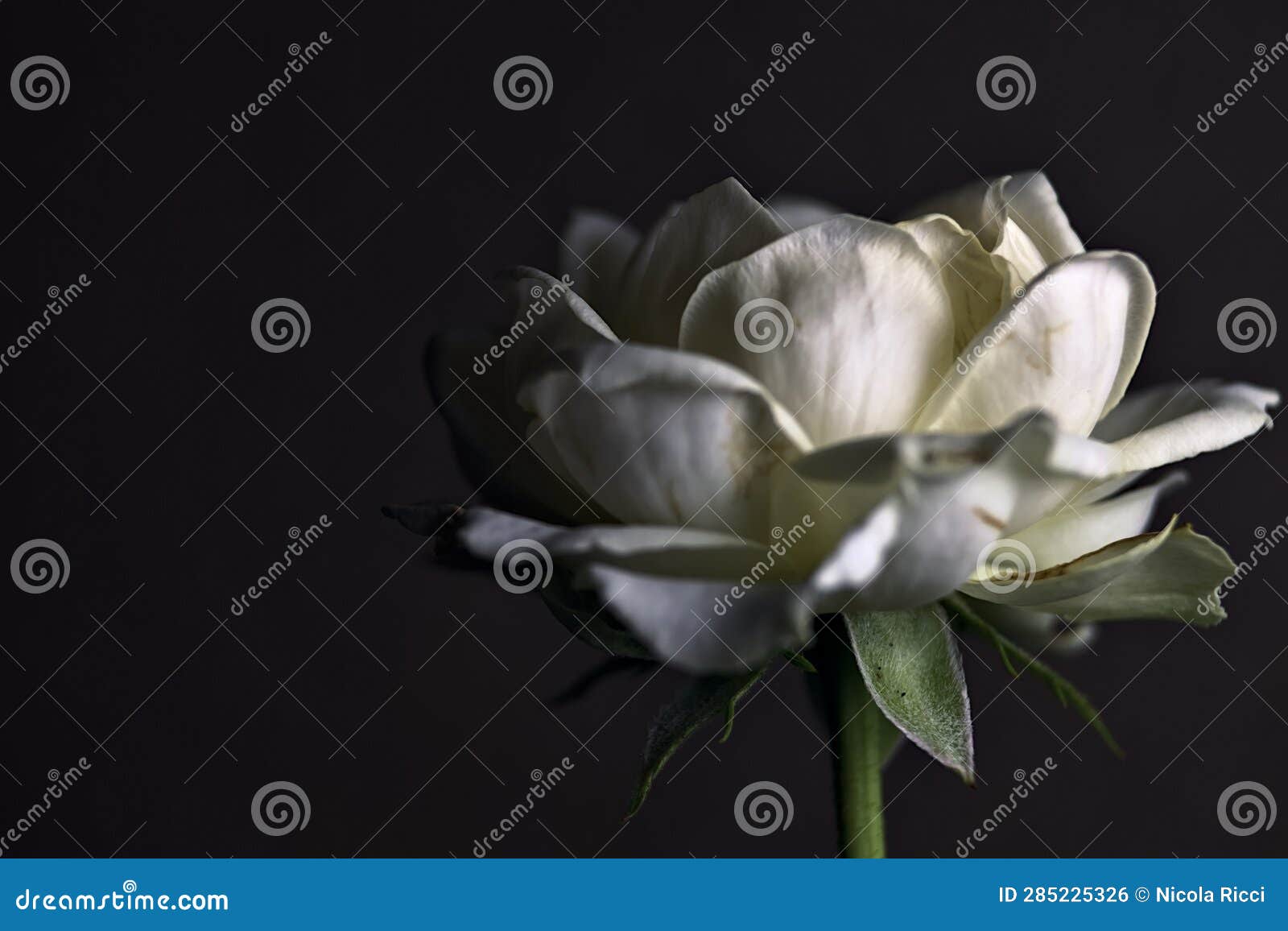 White Miniature Rose in Bloom Seen Up Close Stock Photo - Image of ...