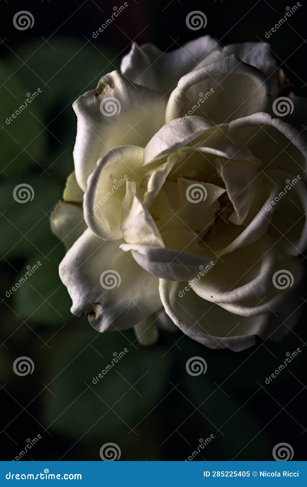 White Miniature Rose in Bloom Seen Up Close Stock Image - Image of ...