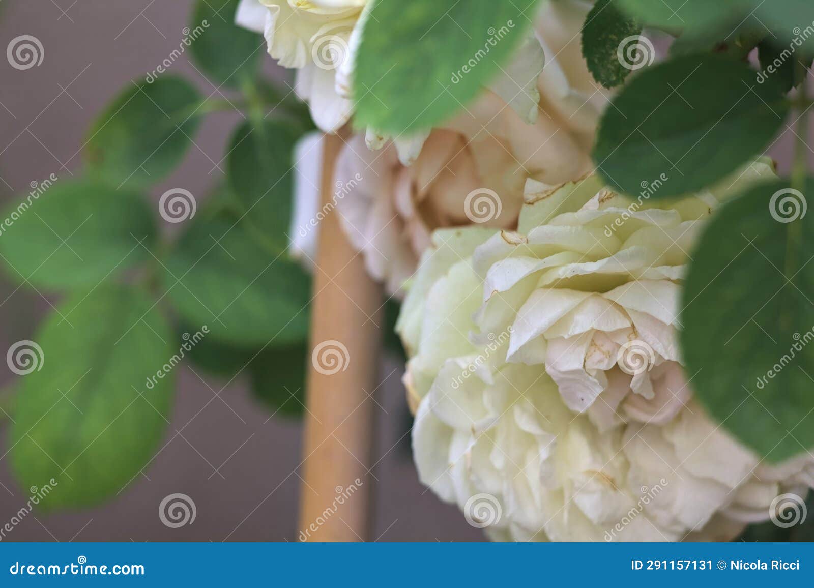 White Miniature Roses in Bloom Leaning on a Stick Seen Up Close Stock ...