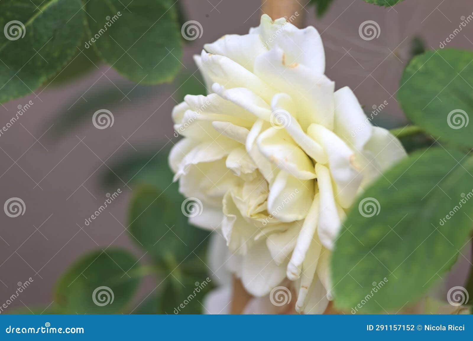 White Miniature Roses in Bloom Leaning on a Stick Seen Up Close Stock ...