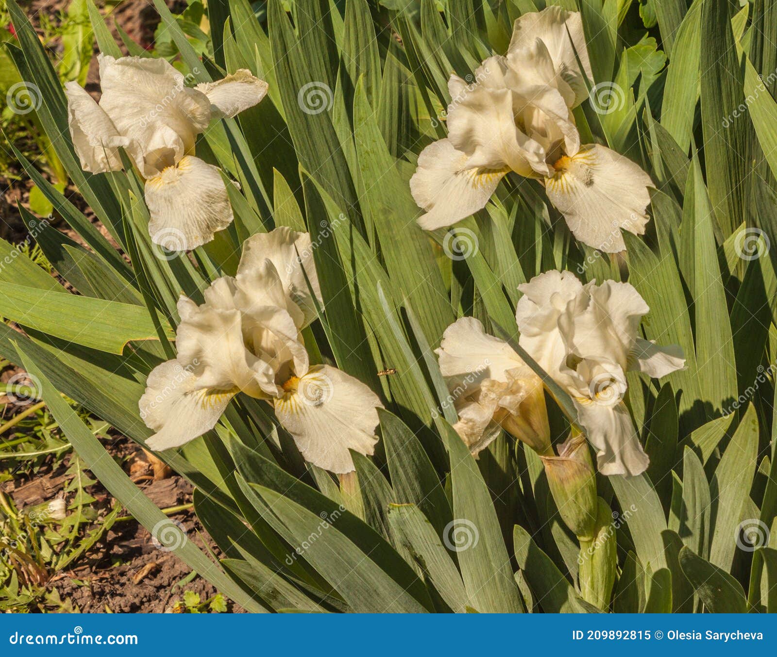 White Miniature Undersized or Dwarf Irises Pumila in the Garden Stock ...