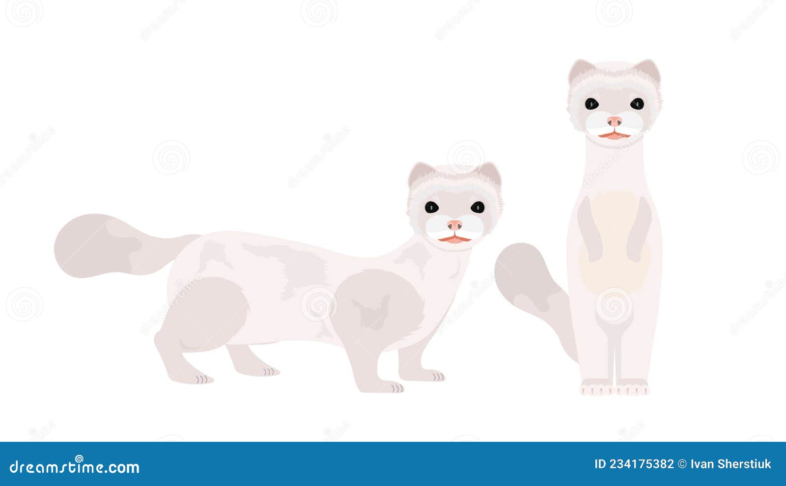 White Mink. Mink in a Flat Style. Isolated, Vector. Stock Vector ...