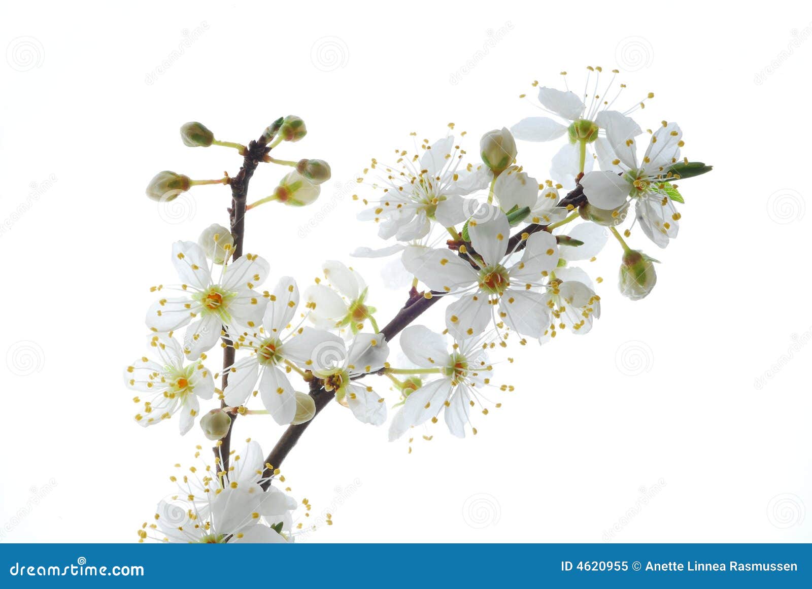 White mirabelle stock image. Image of mirabelle, petal - 4620955