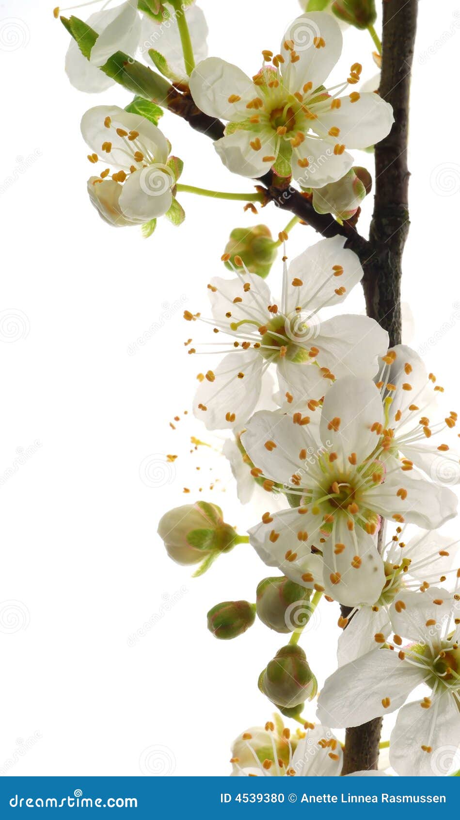 White mirabelle flowers stock photo. Image of tree, bloom - 4539380
