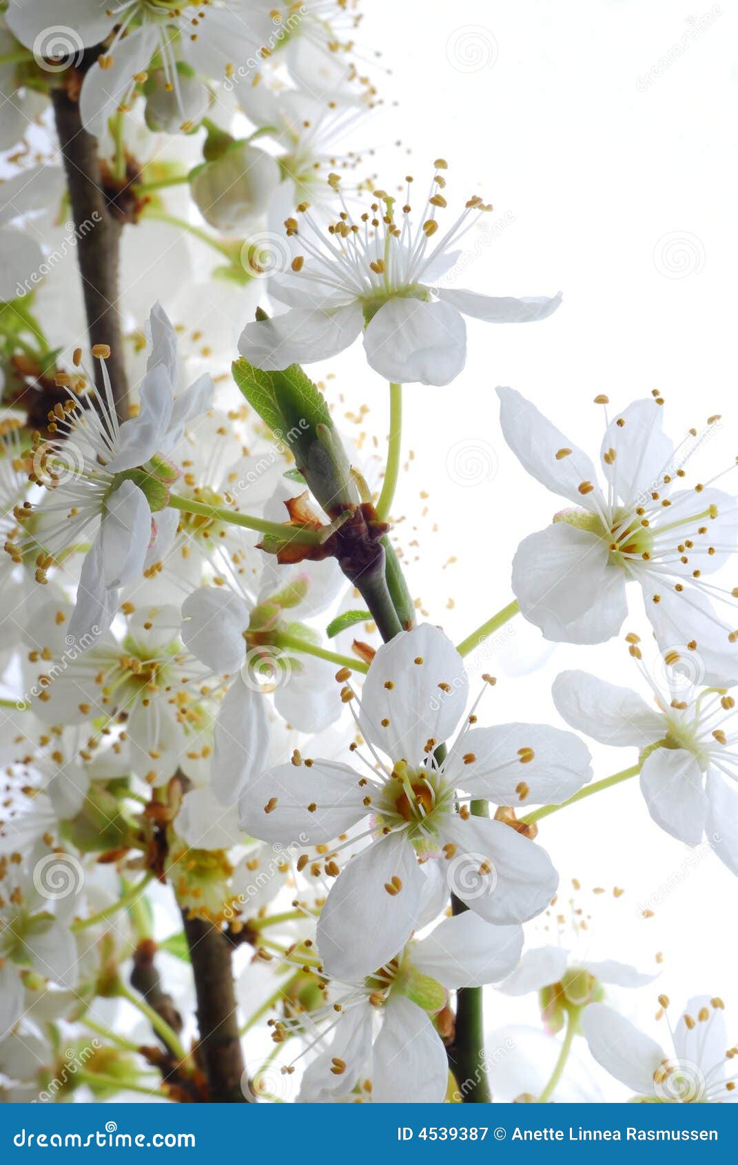 White mirabelle flowers stock image. Image of season, spring - 4539387