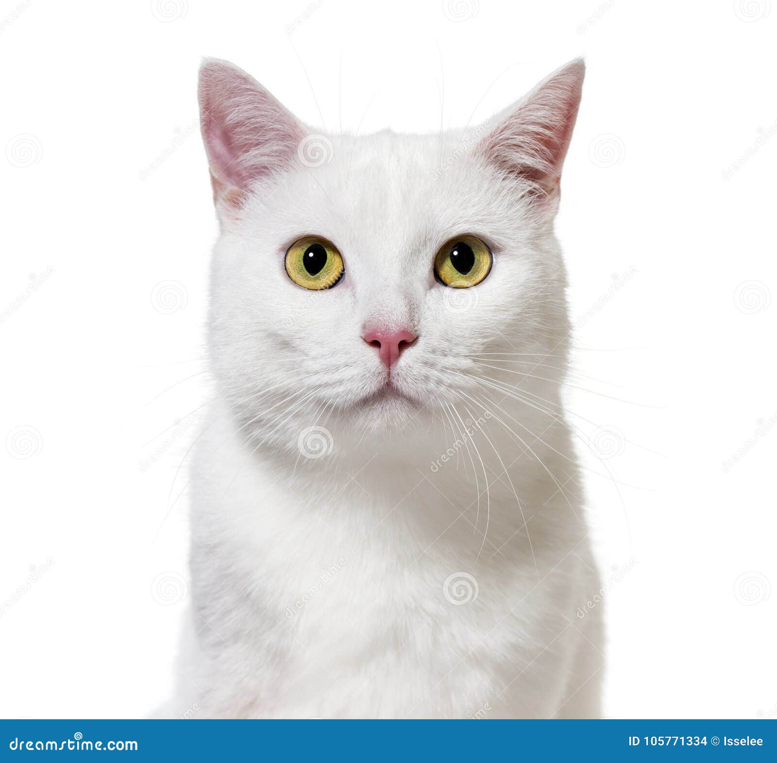 White Mixed-breed Cat Facing at the Camera(2 Years Old), Isolate Stock ...