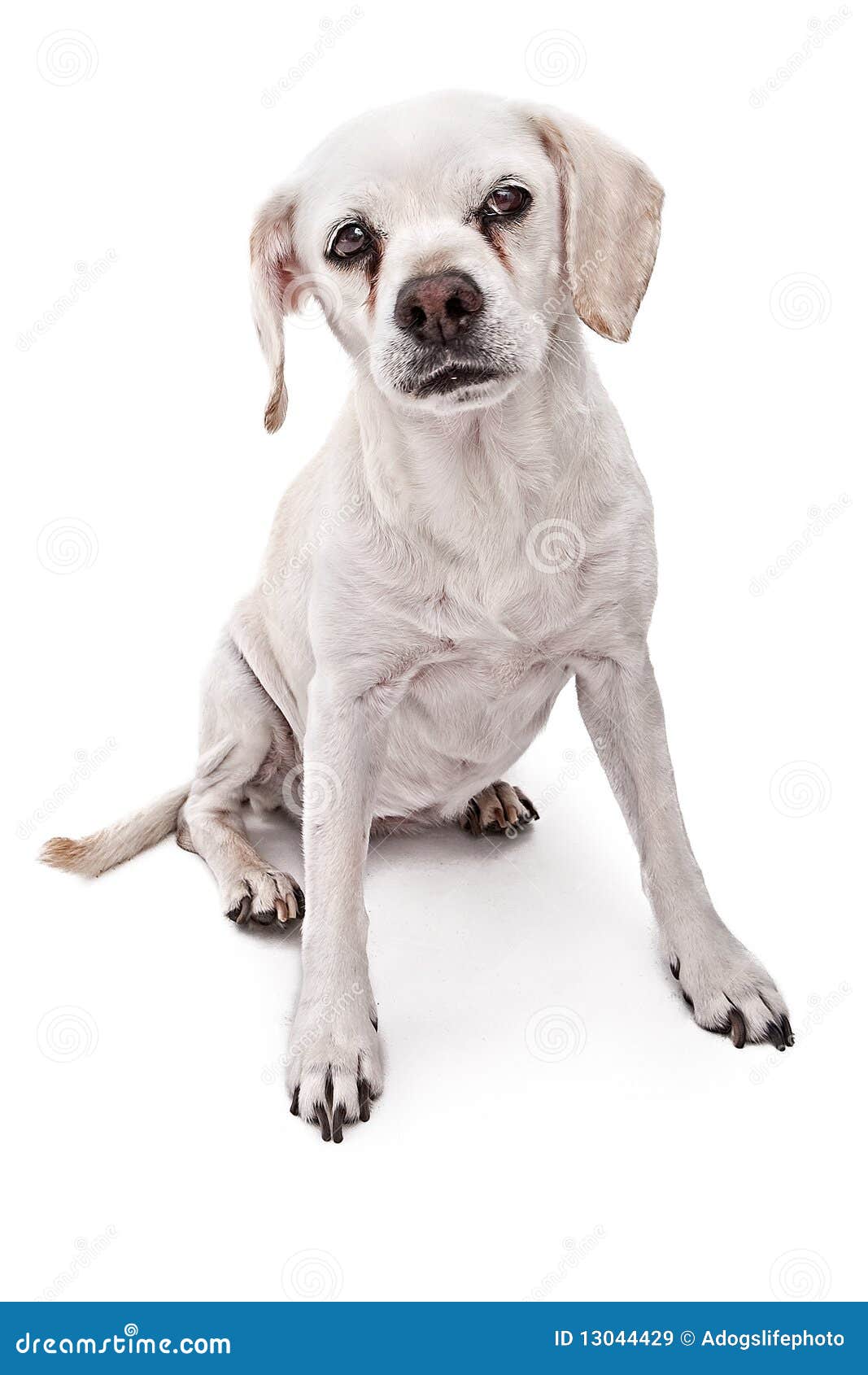 White mixed breed dog stock image. Image of mammal, friend - 13044429