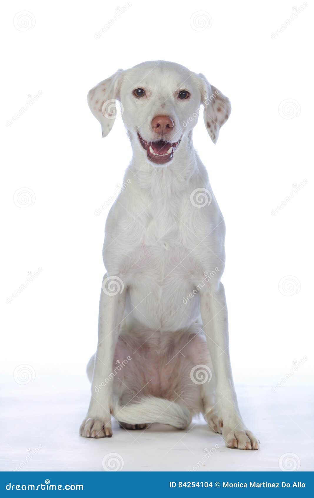 White mixed dog stock photo. Image of domestic, canine - 84254104