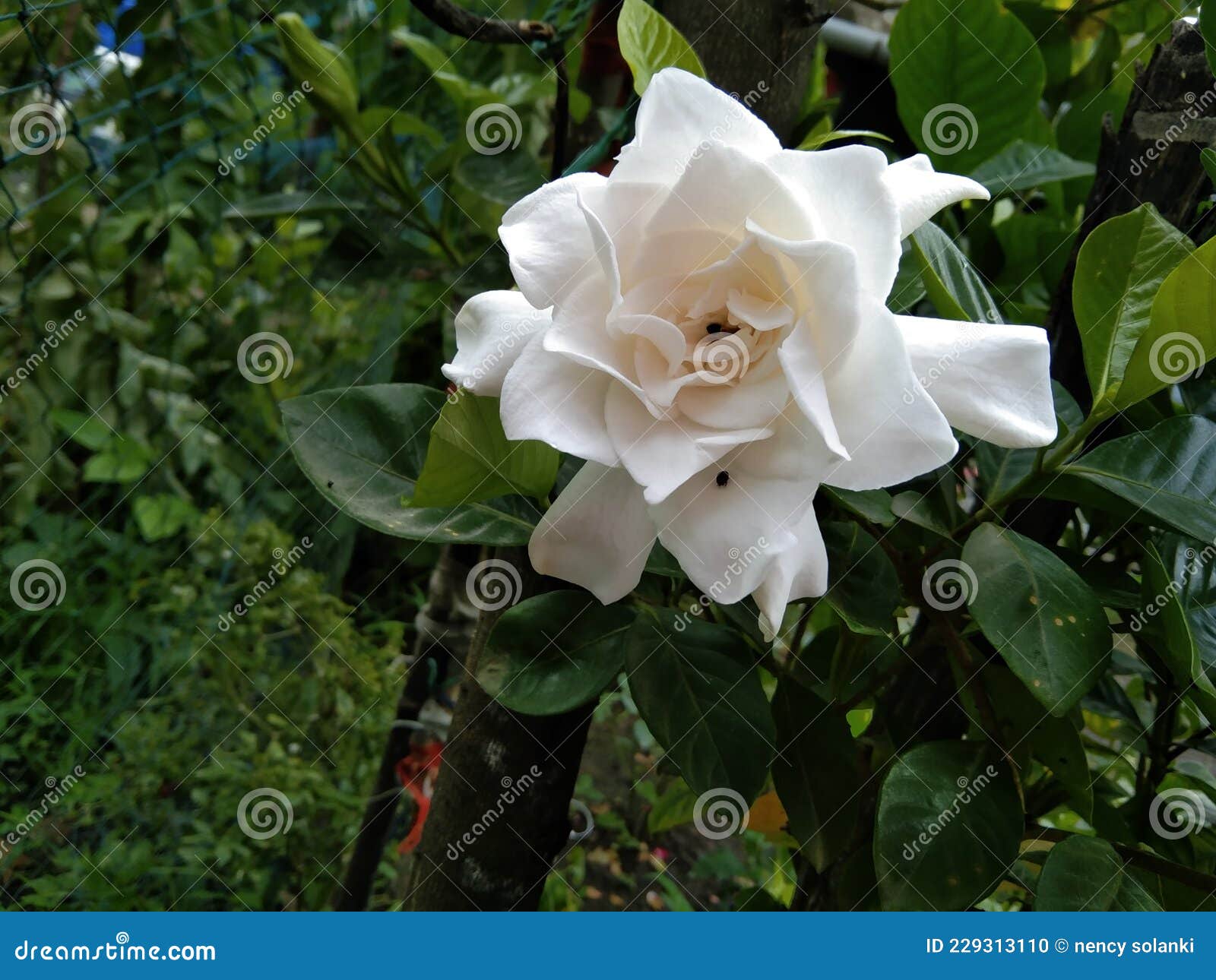 White Mogra Flower Natural Refresh Stock Photo - Image of mogra ...