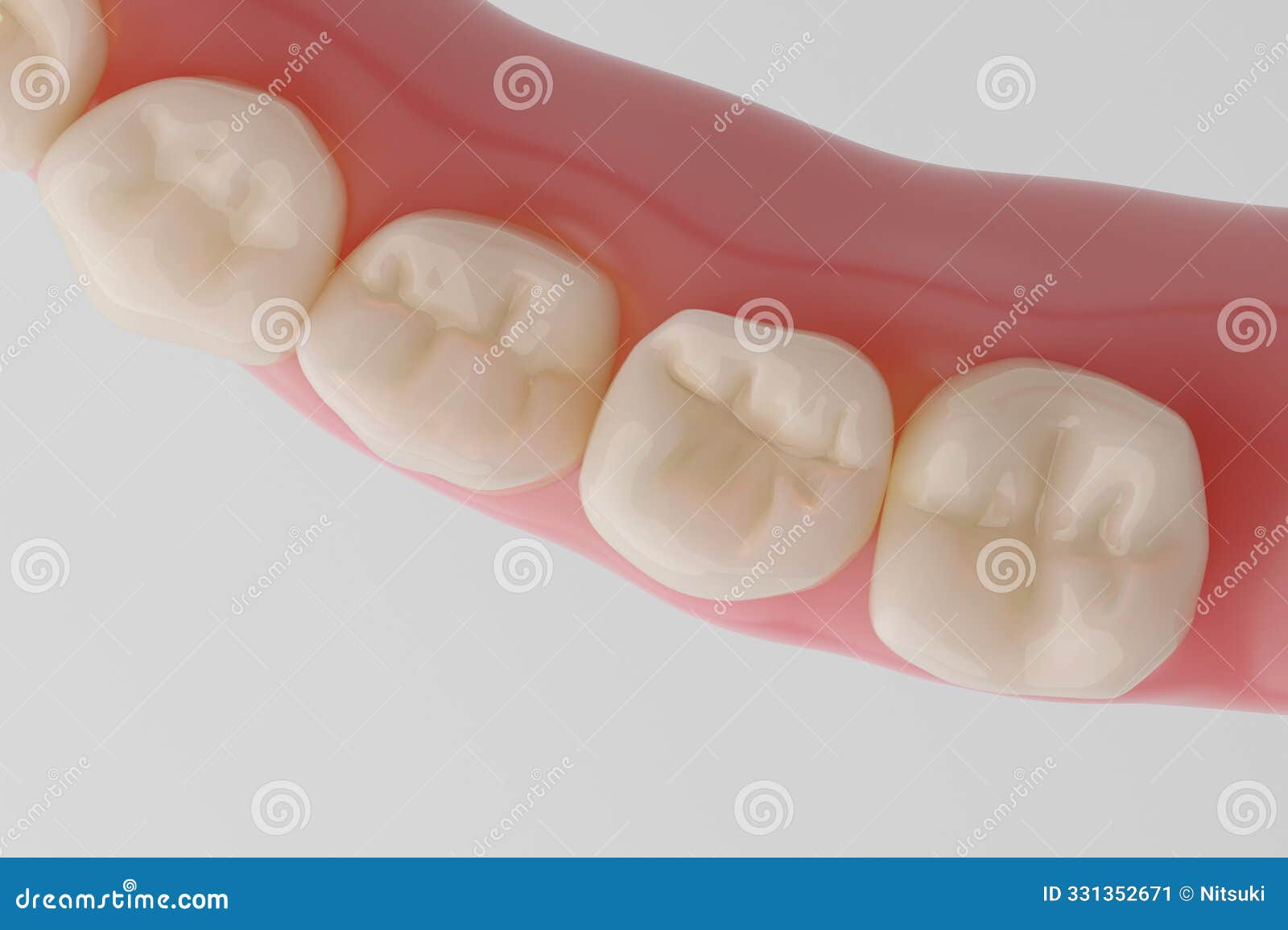 White Molar Teeth Top View White Background Stock Illustration ...