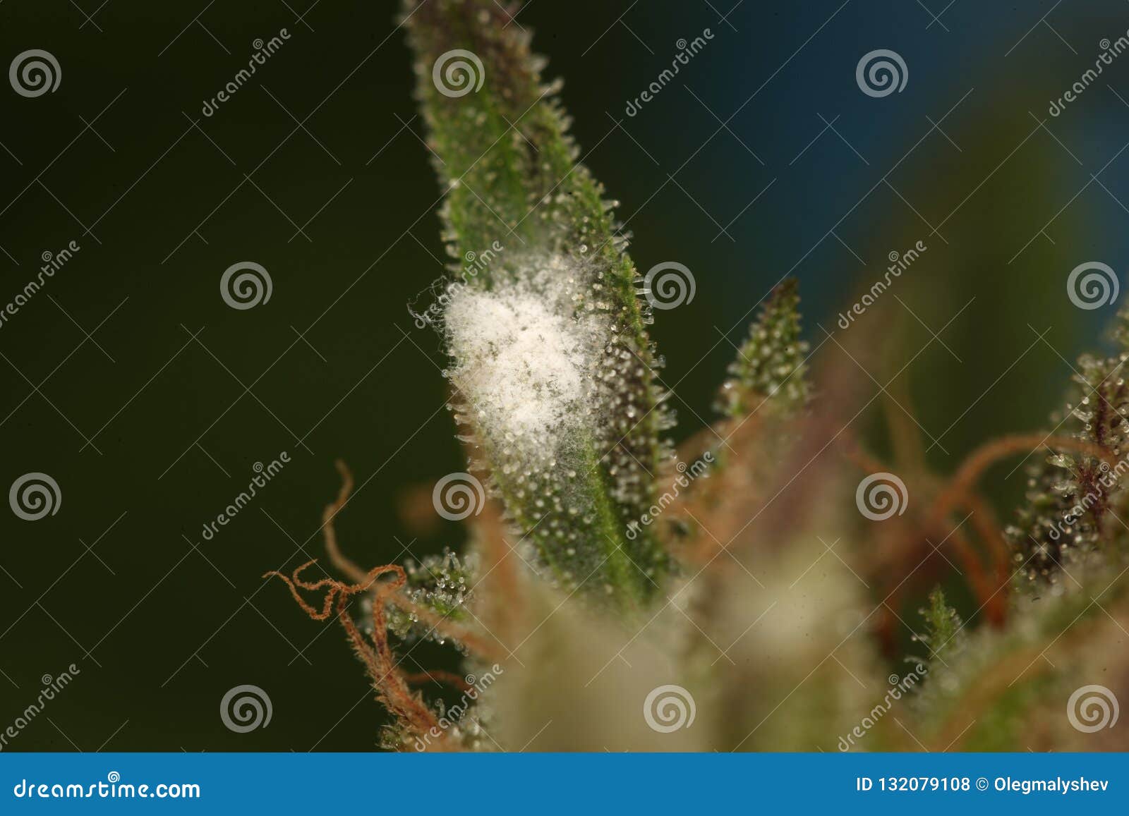 White Mold on the Plant Cannabis Marijuana Stock Photo - Image of fungi ...