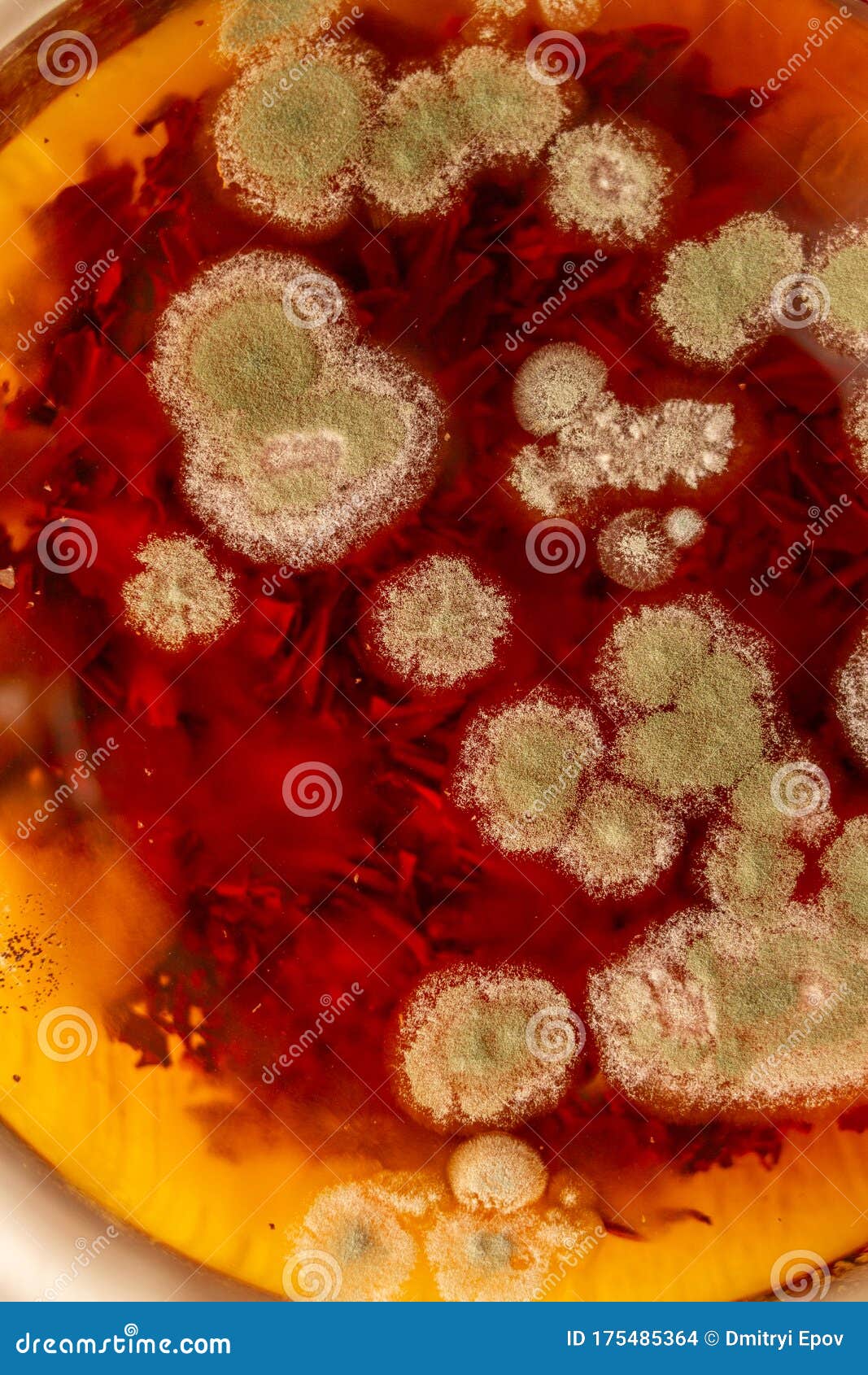 White Mold on Rotten Tea Liquid. Close Up. Stock Photo - Image of ...