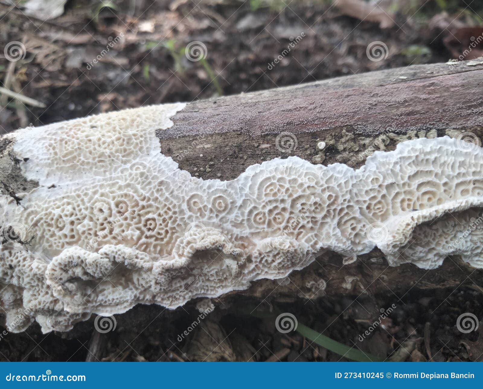 The White Mold of Rotten Trees Has a Distinct Pattern and a Hard Mold ...
