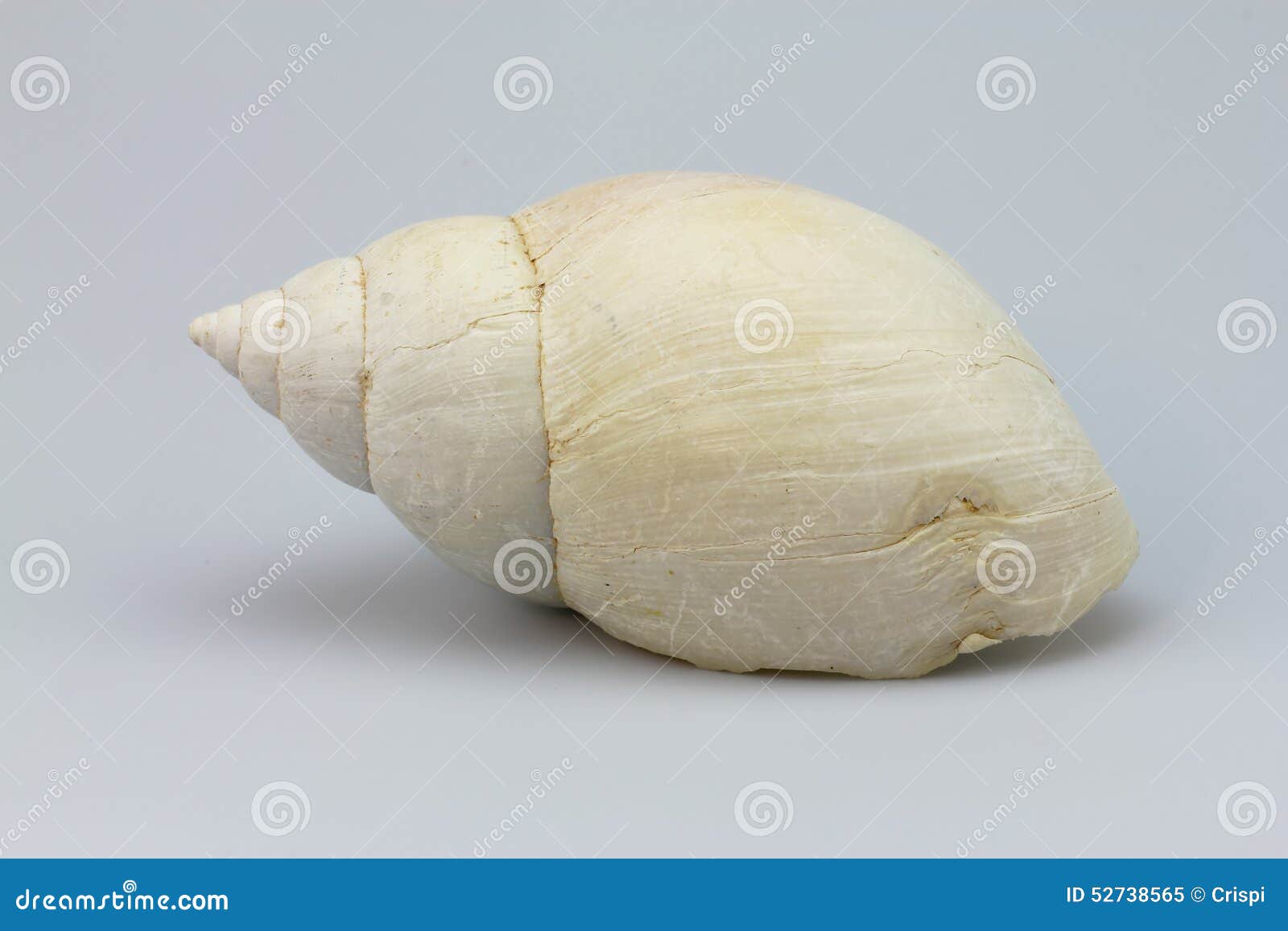White mollusk stock image. Image of twisted, slug, spiralling - 52738565