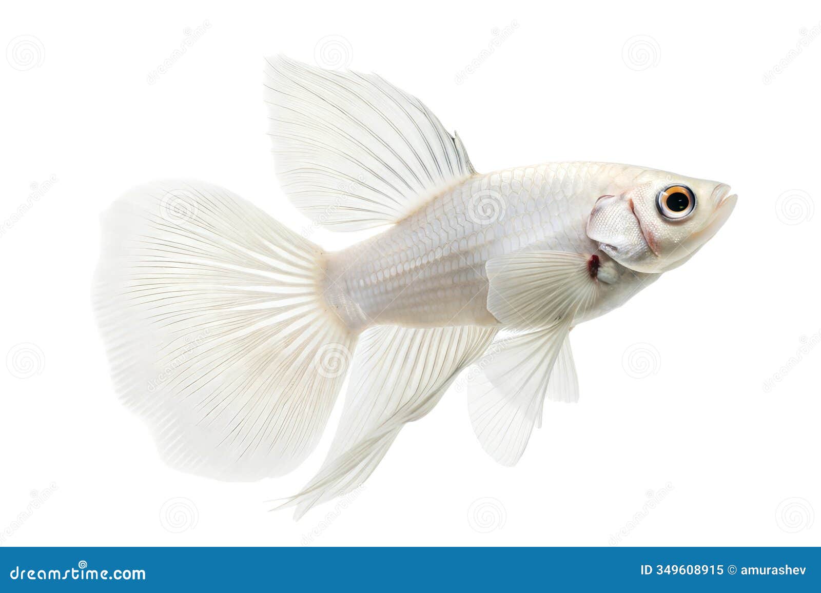 White Molly Fish Poecilia Sphenops Isolated In A Fish Tank With Blurred ...