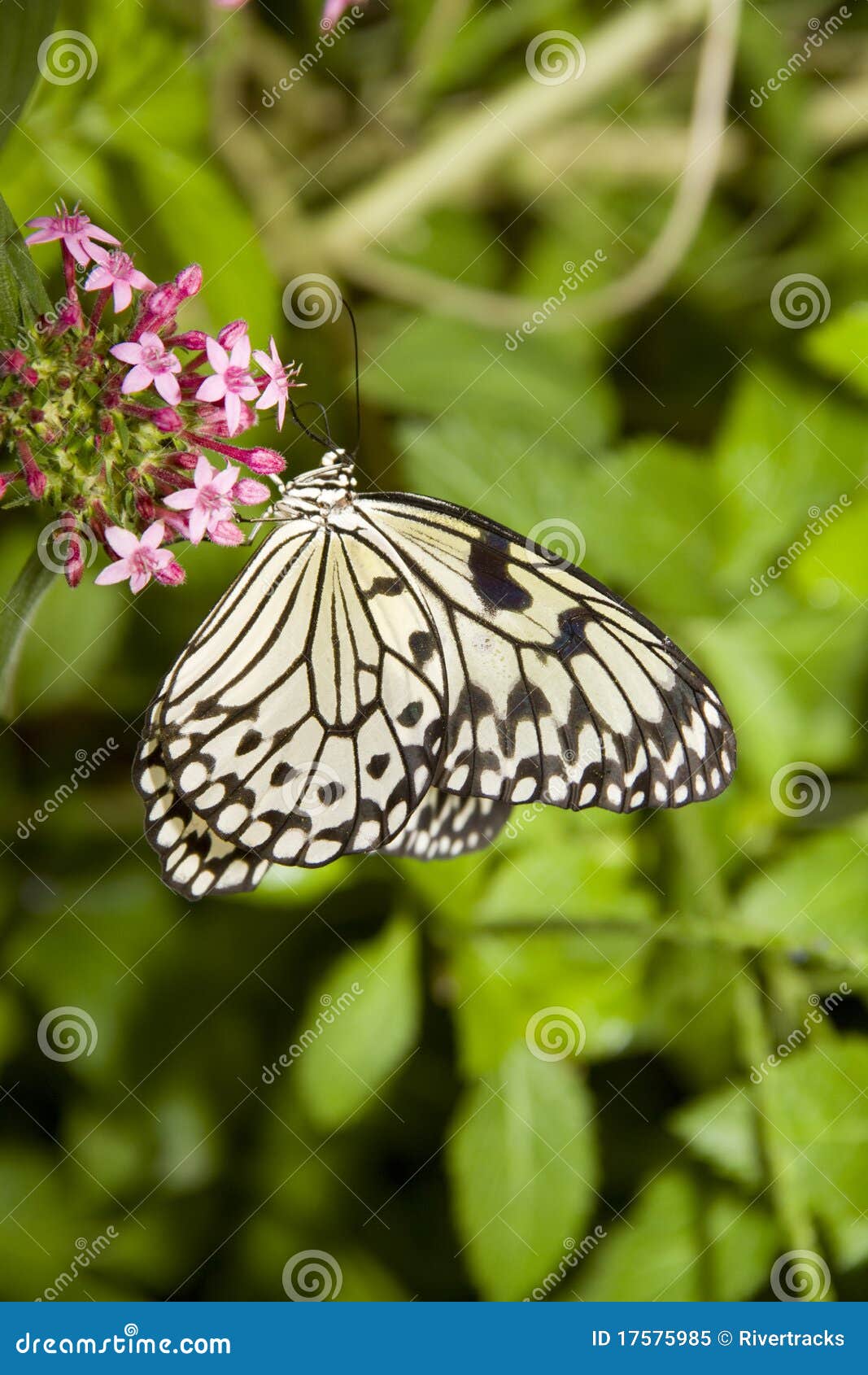 White monarch butterfly stock image. Image of flower - 17575985