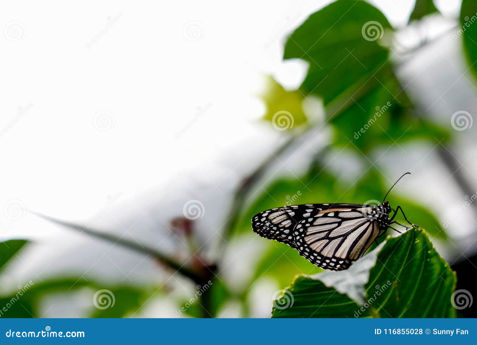 The White Monarch Butterfly Stock Photo - Image of orange, fauna: 116855028