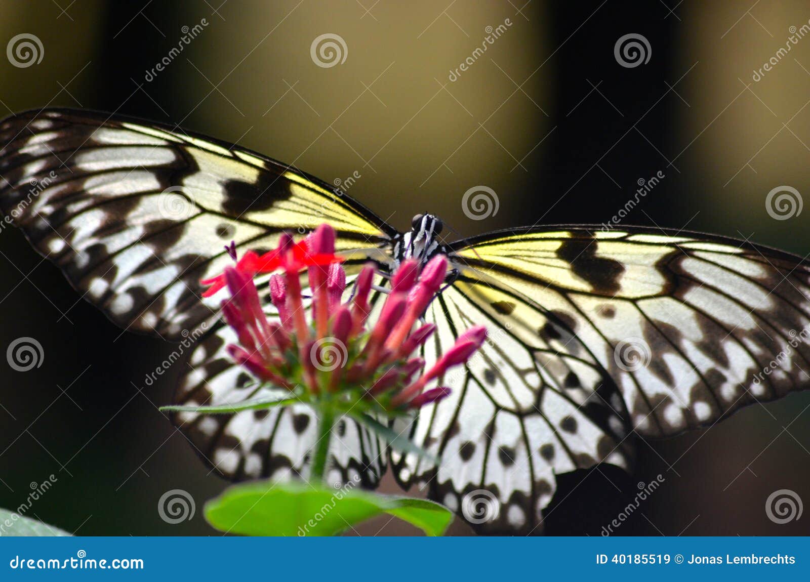 White monarch butterfly stock image. Image of monarch - 40185519