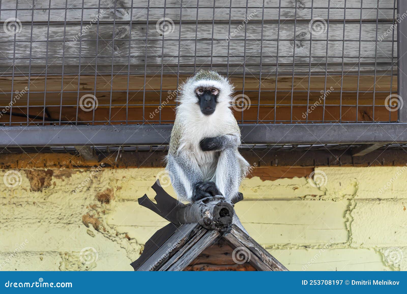 A White Monkey with a Black Face. Sad Monkey in a Zoo Cage Stock Image ...
