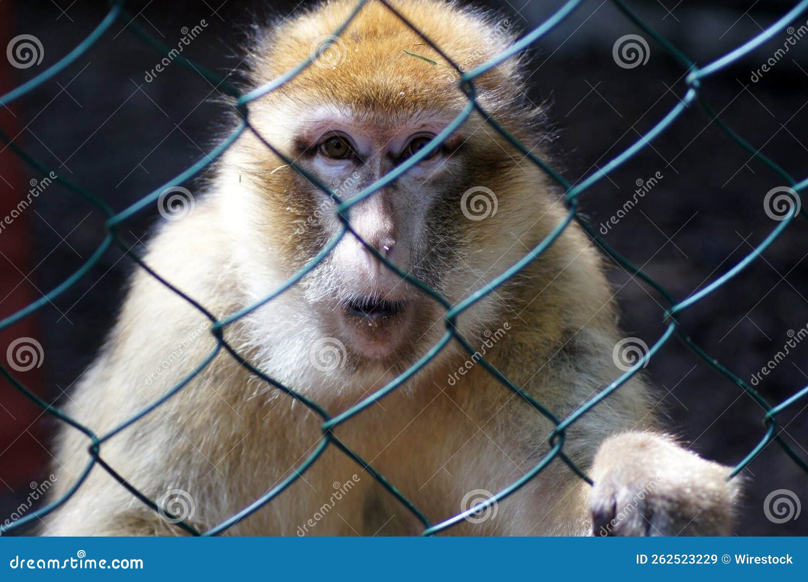 White Monkey Inside a Cage at the Zoo Stock Image - Image of wildlife ...