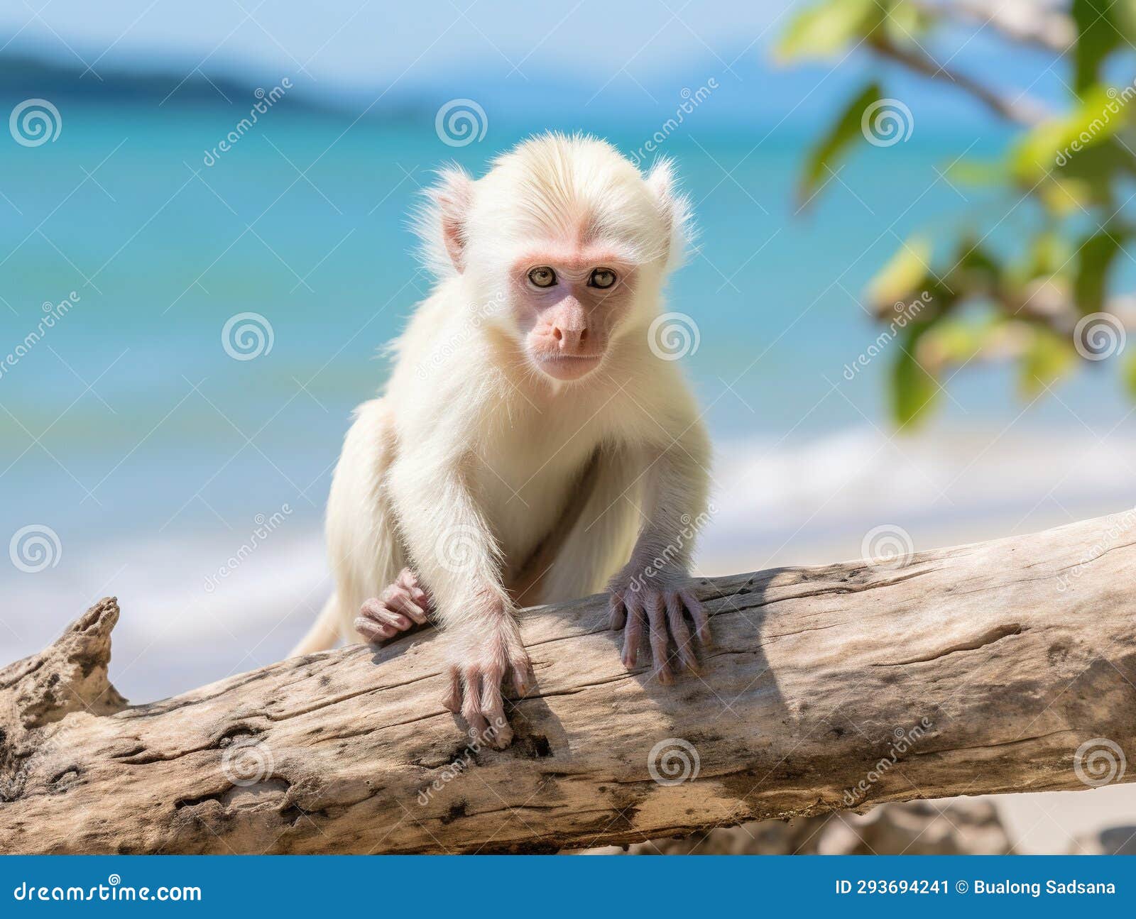 Ai Generated Illustration Wildlife Concept of White Monkey Stock ...