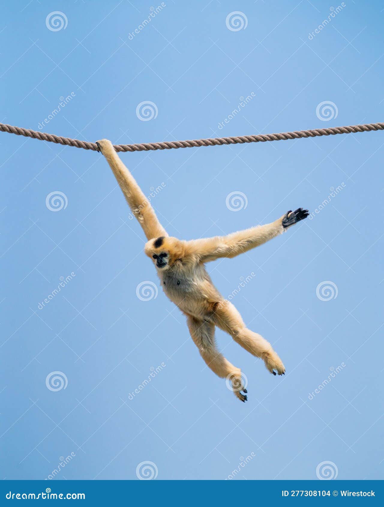 White Monkey Swinging on a Rope on a Sunny Day Stock Photo - Image of ...