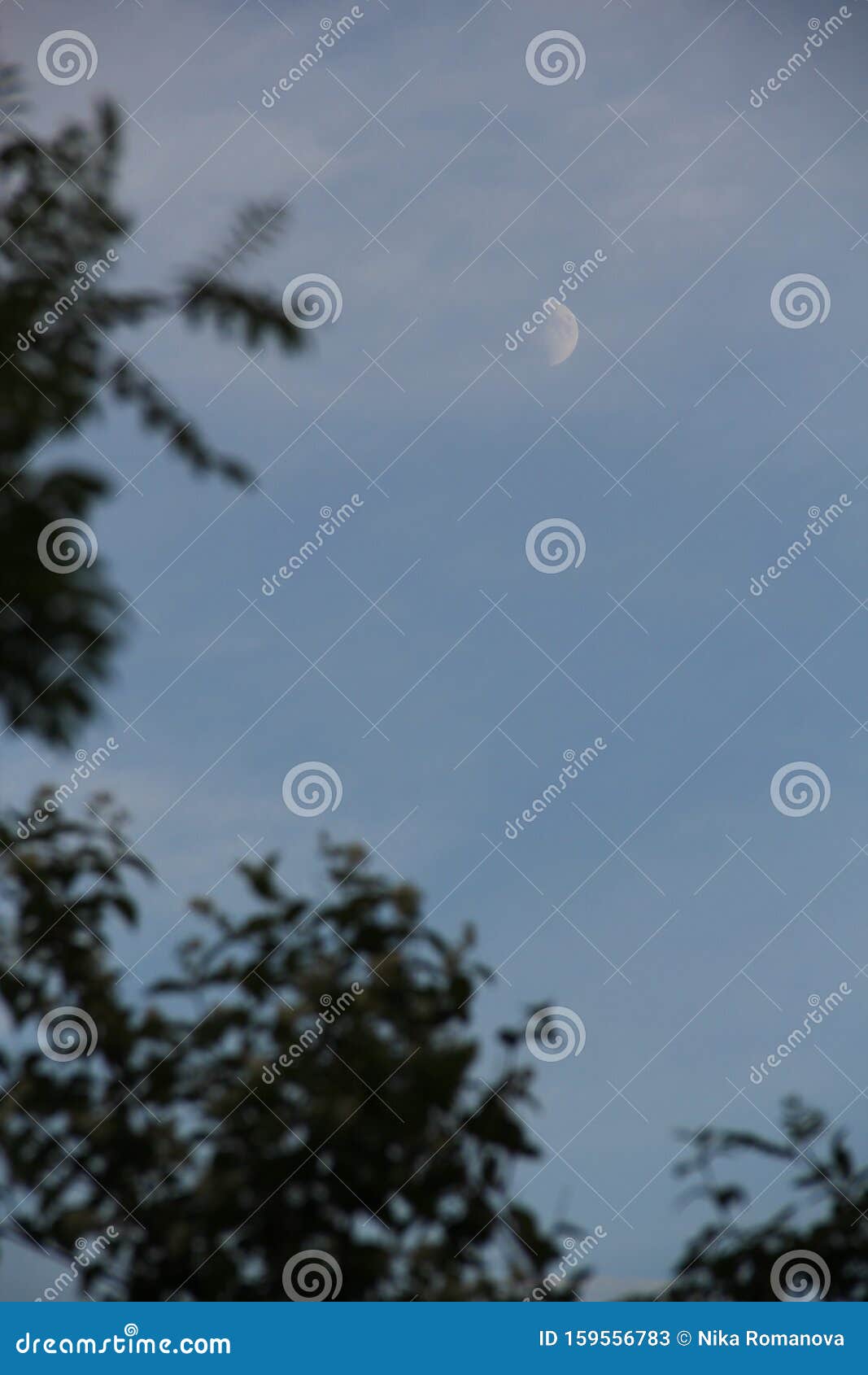 Moon behind tree branches stock image. Image of evening - 159556783